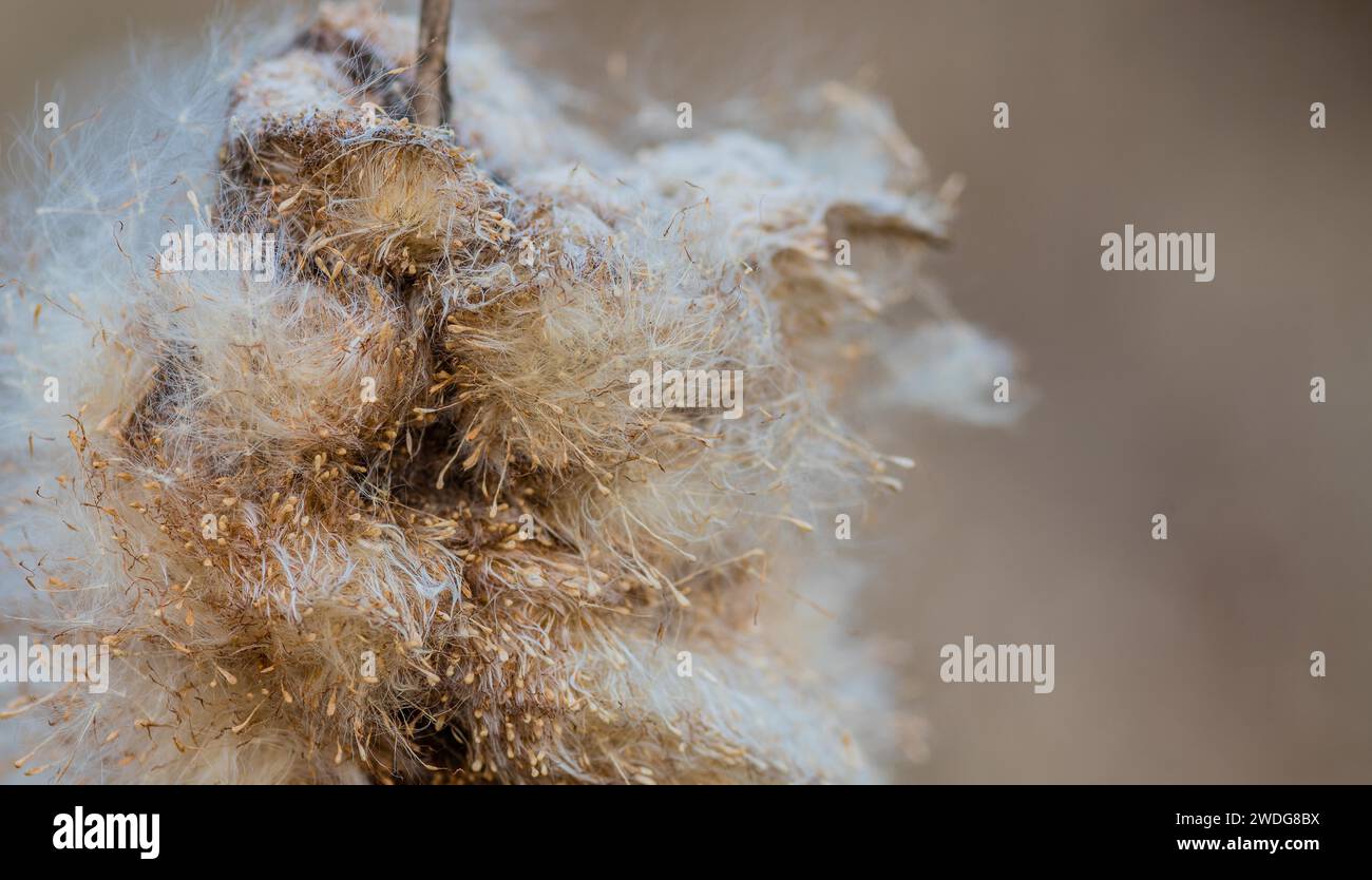 Closeup of cat-oh-nine tails that has burst open to disperse its seeds ...