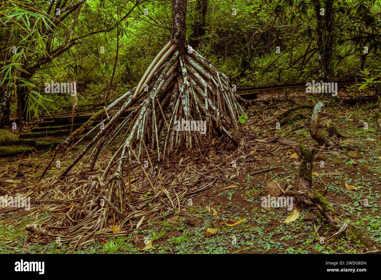 Tree with exposed roots in forest in Guam with lush green foliage in ...