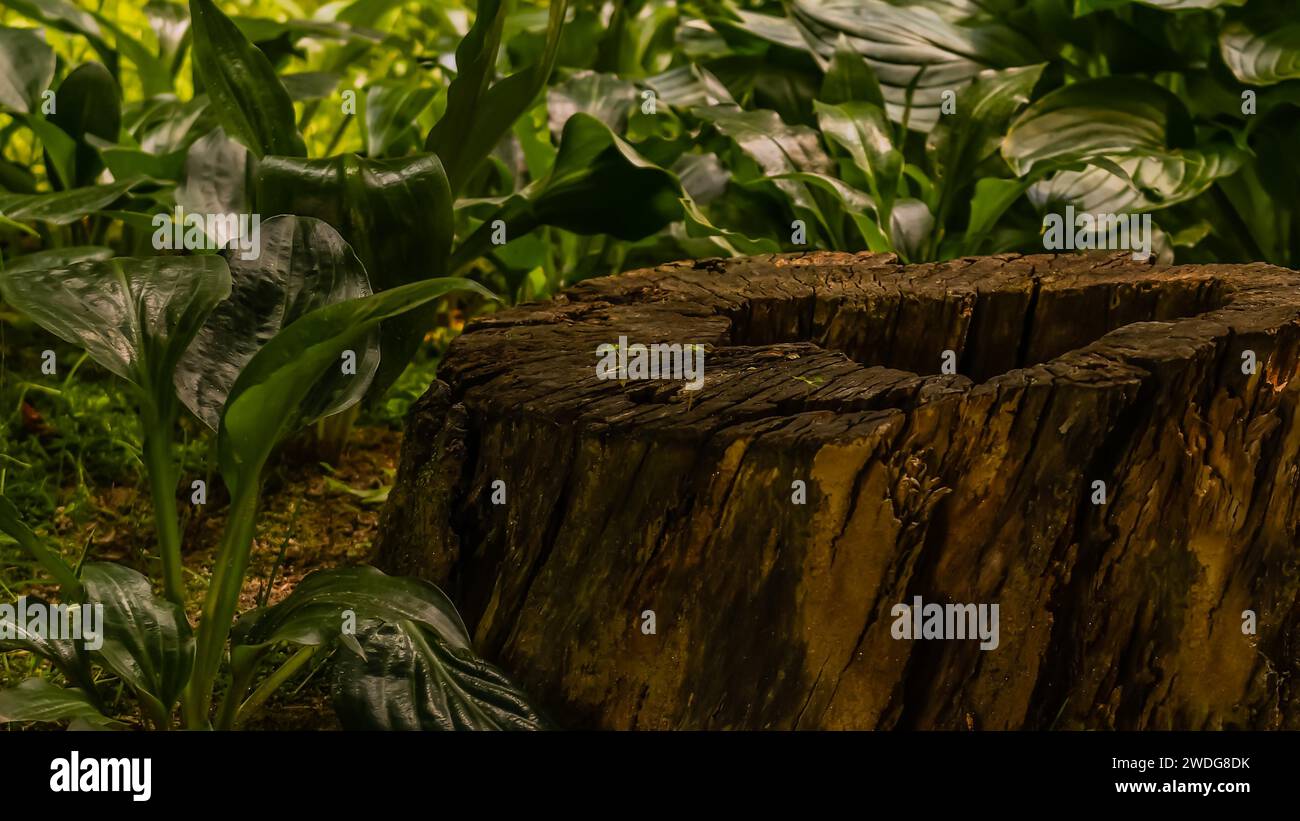 Closeup of tree stump with large hole in center surrounded by lush ...