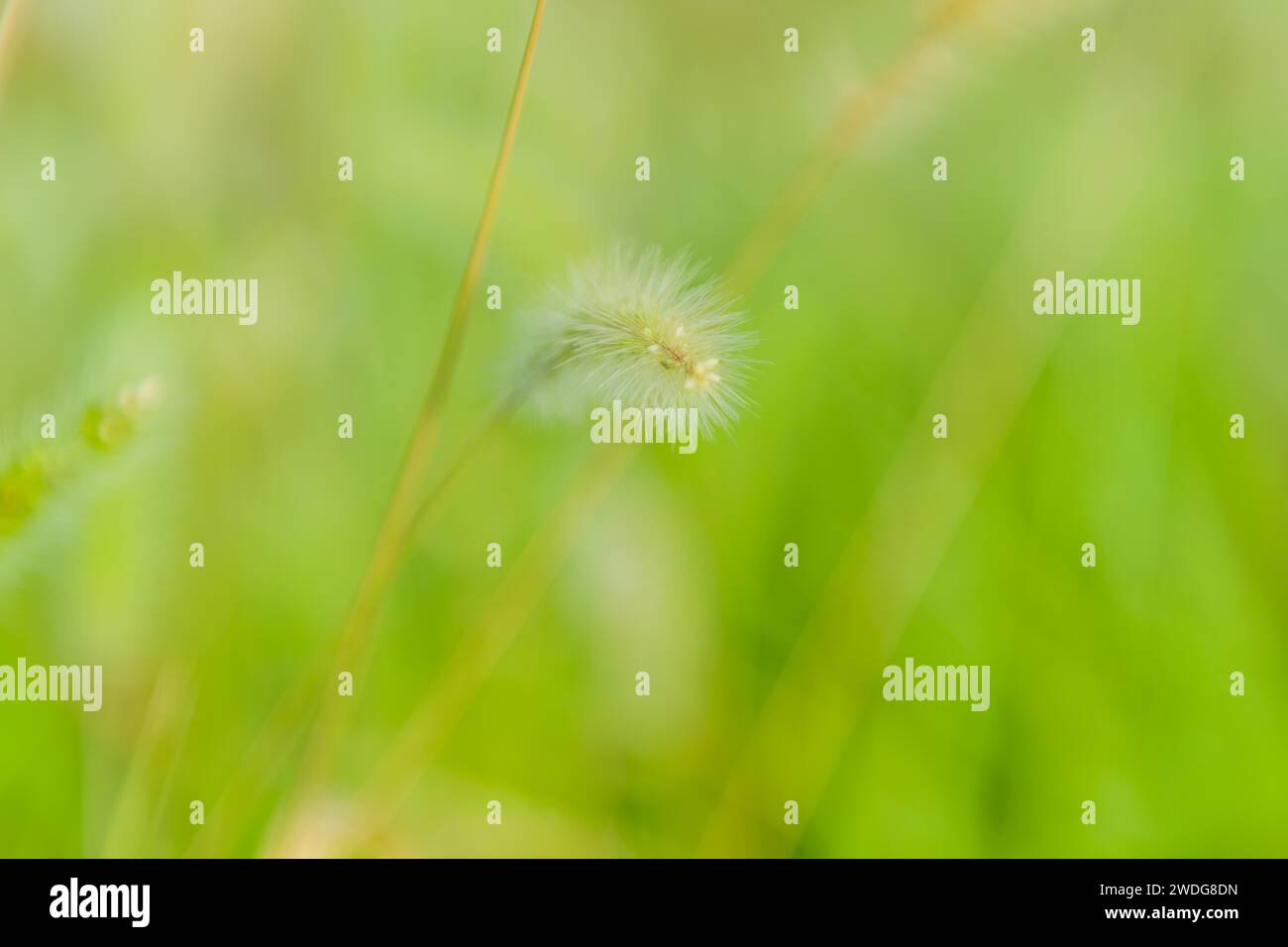 Closeup of fuzzy plants in tall green grass with soft blurred ...