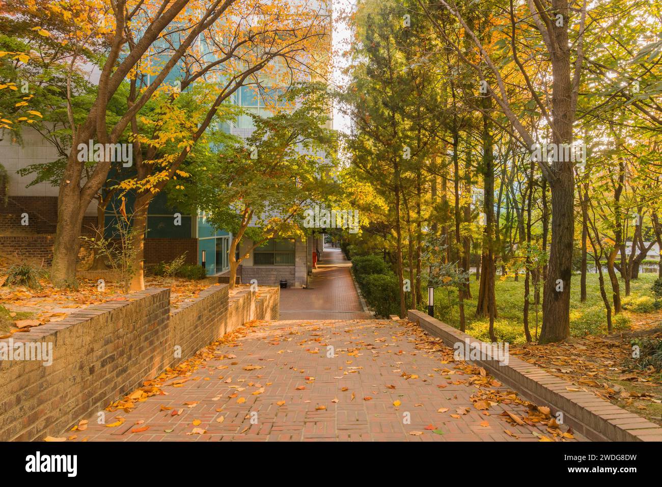 Brick walkway through park like setting with deciduous trees bathed in ...