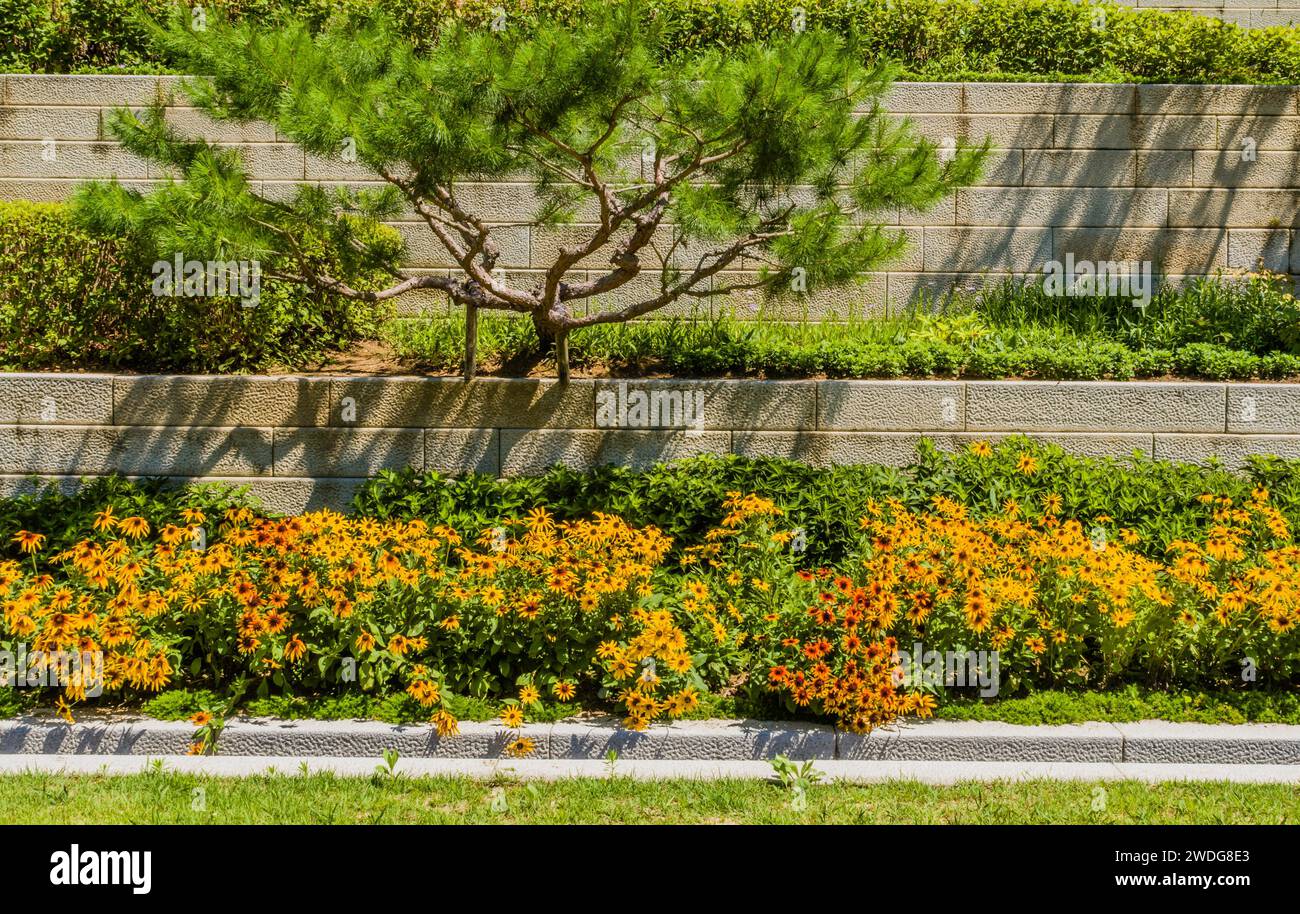 Beautiful sunflowers in city park hi-res stock photography and images ...