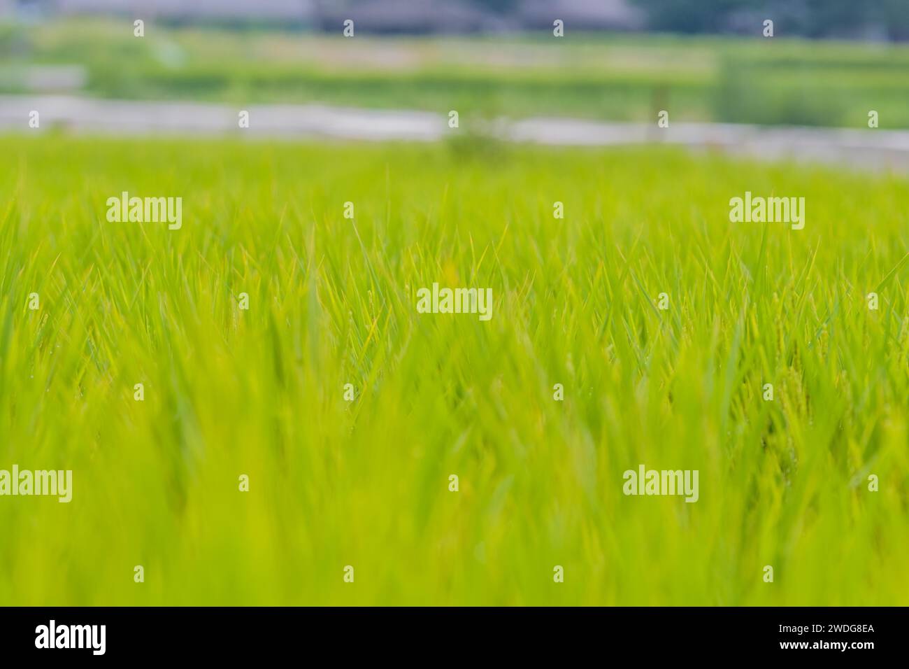 Closeup of rice paddy with lush green sprouts ready for harvest blurred ...