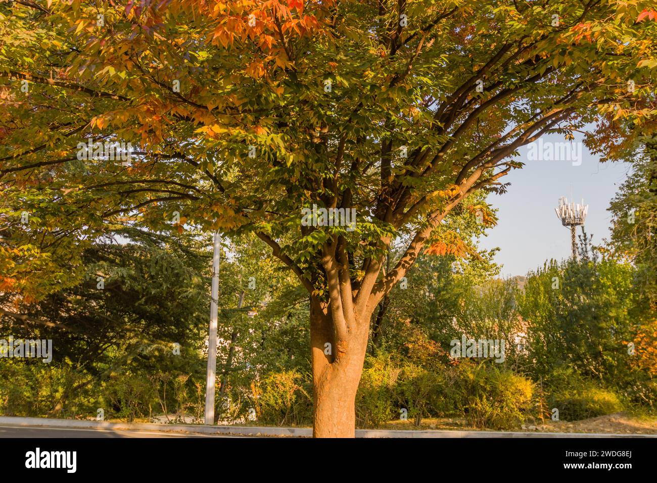 Large tree in fall colors next to a paved road with a communication ...