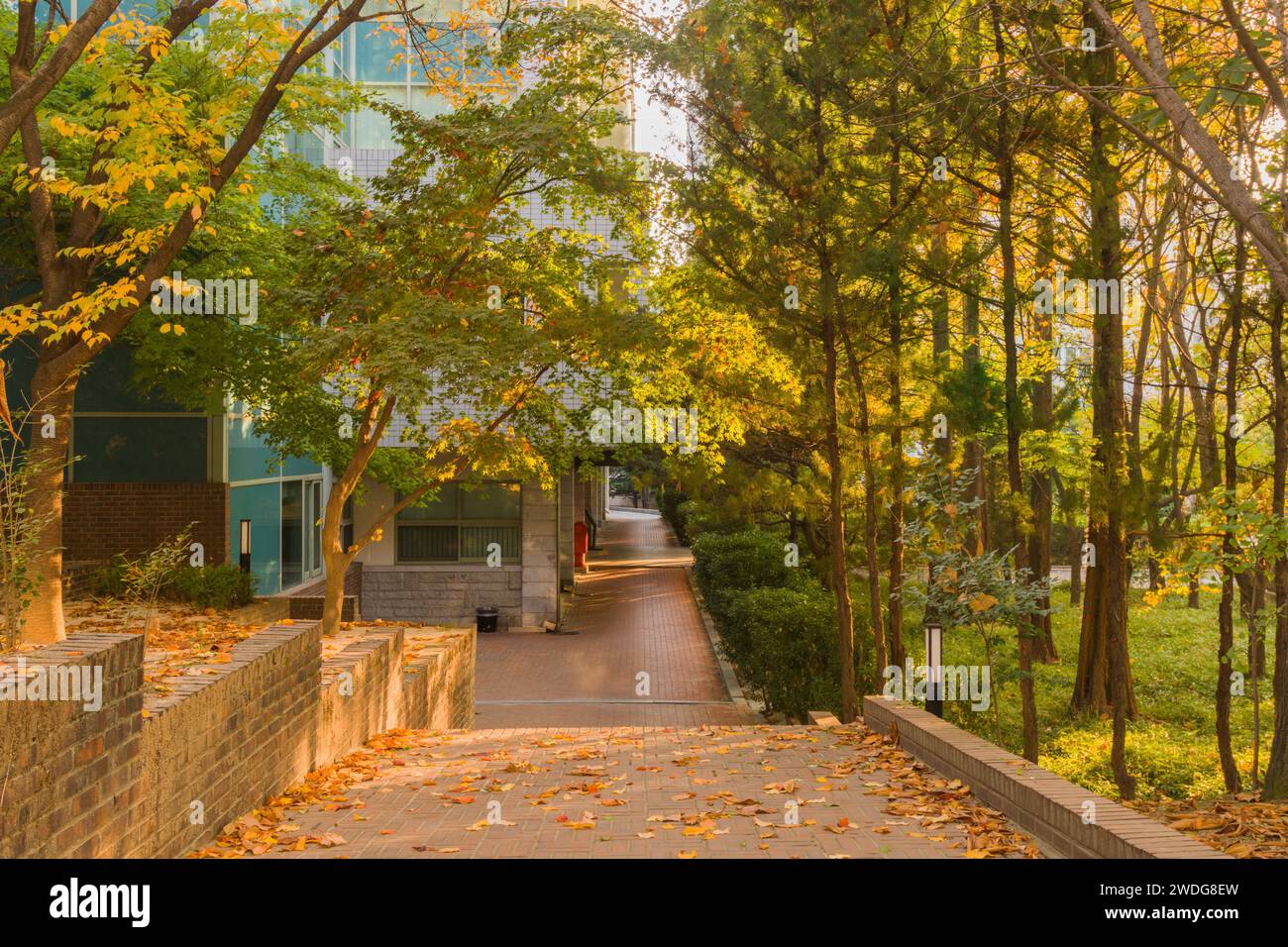 Brick walkway through park like setting with deciduous trees bathed in ...