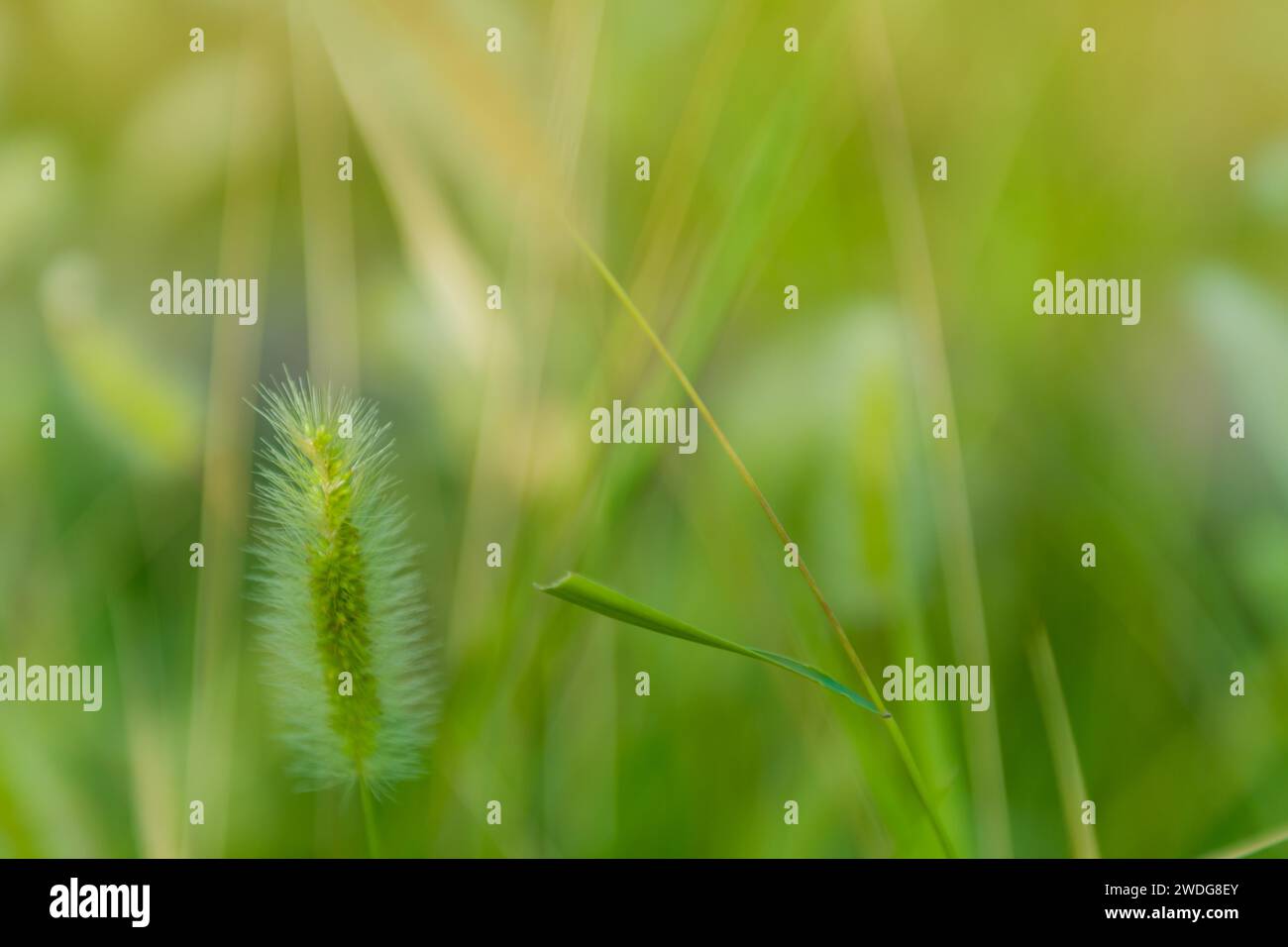 Closeup of fuzzy plants in tall green grass with soft blurred ...