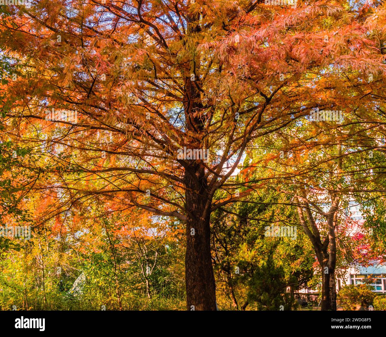 Trees in fall colors of red yellow and orange in a public park, South ...