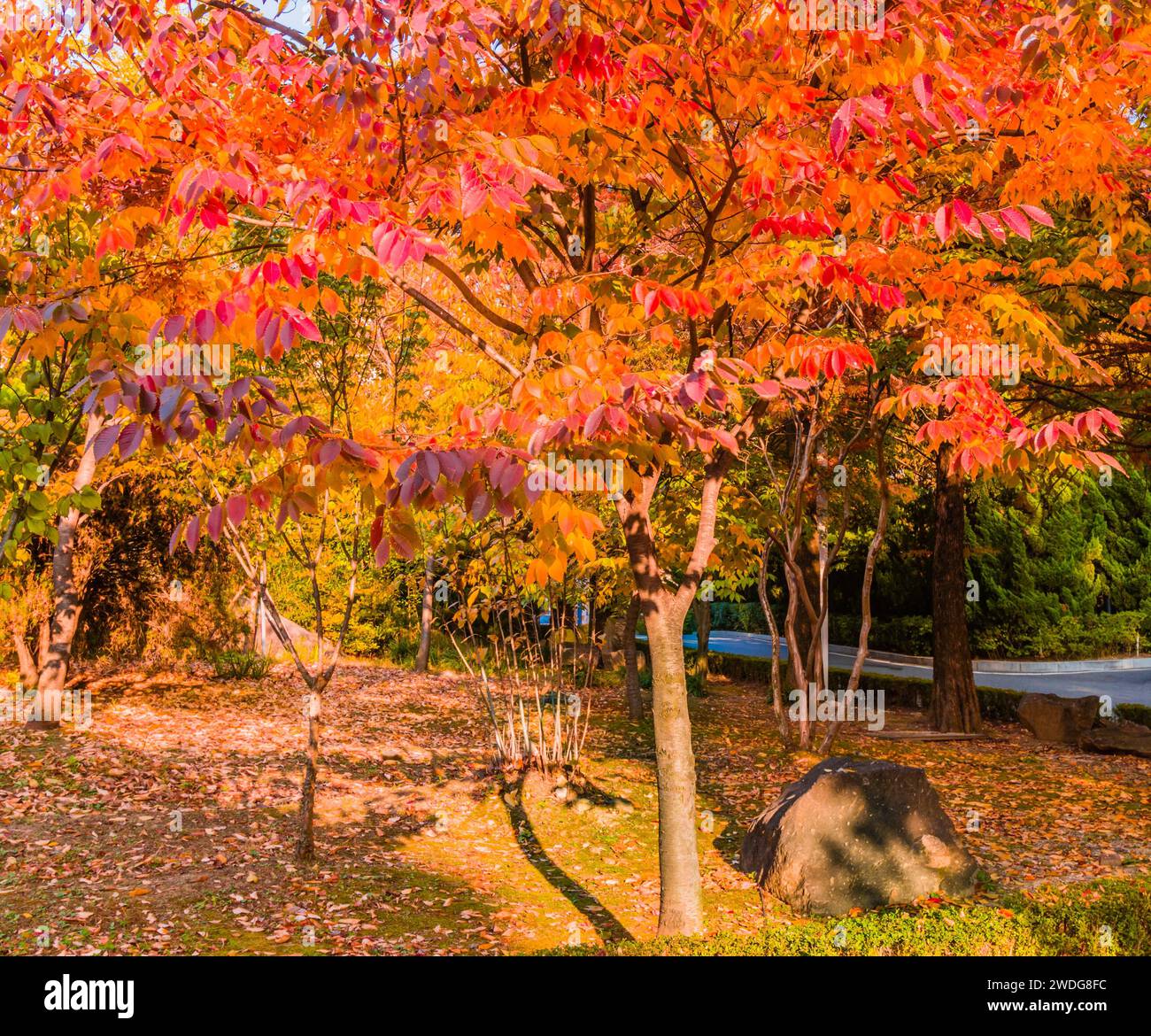 Trees in fall colors of red yellow and orange next to a boulder in a ...
