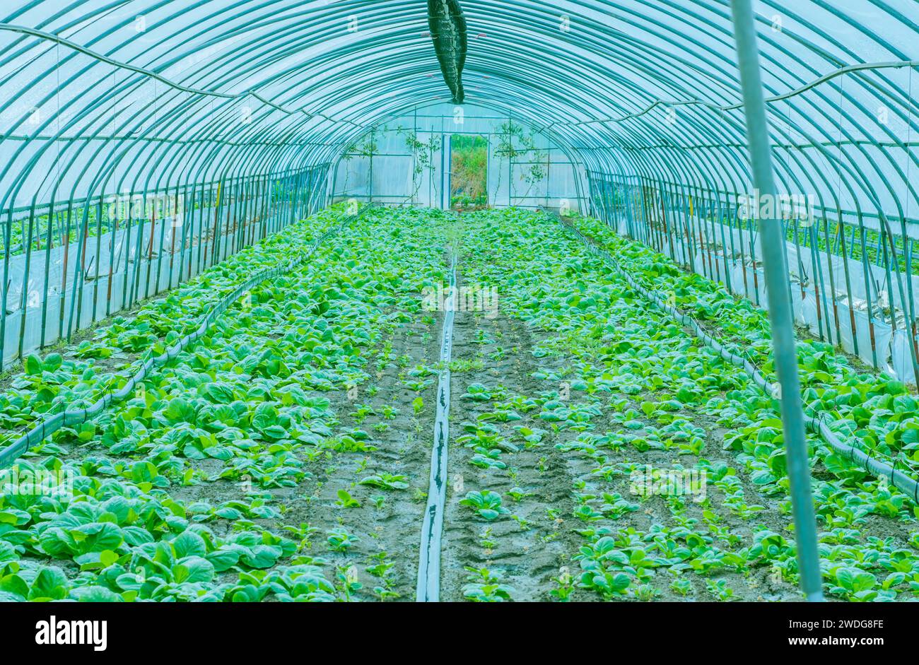 Leaf vegetables growing inside greenhouse with irrigation pipe running ...