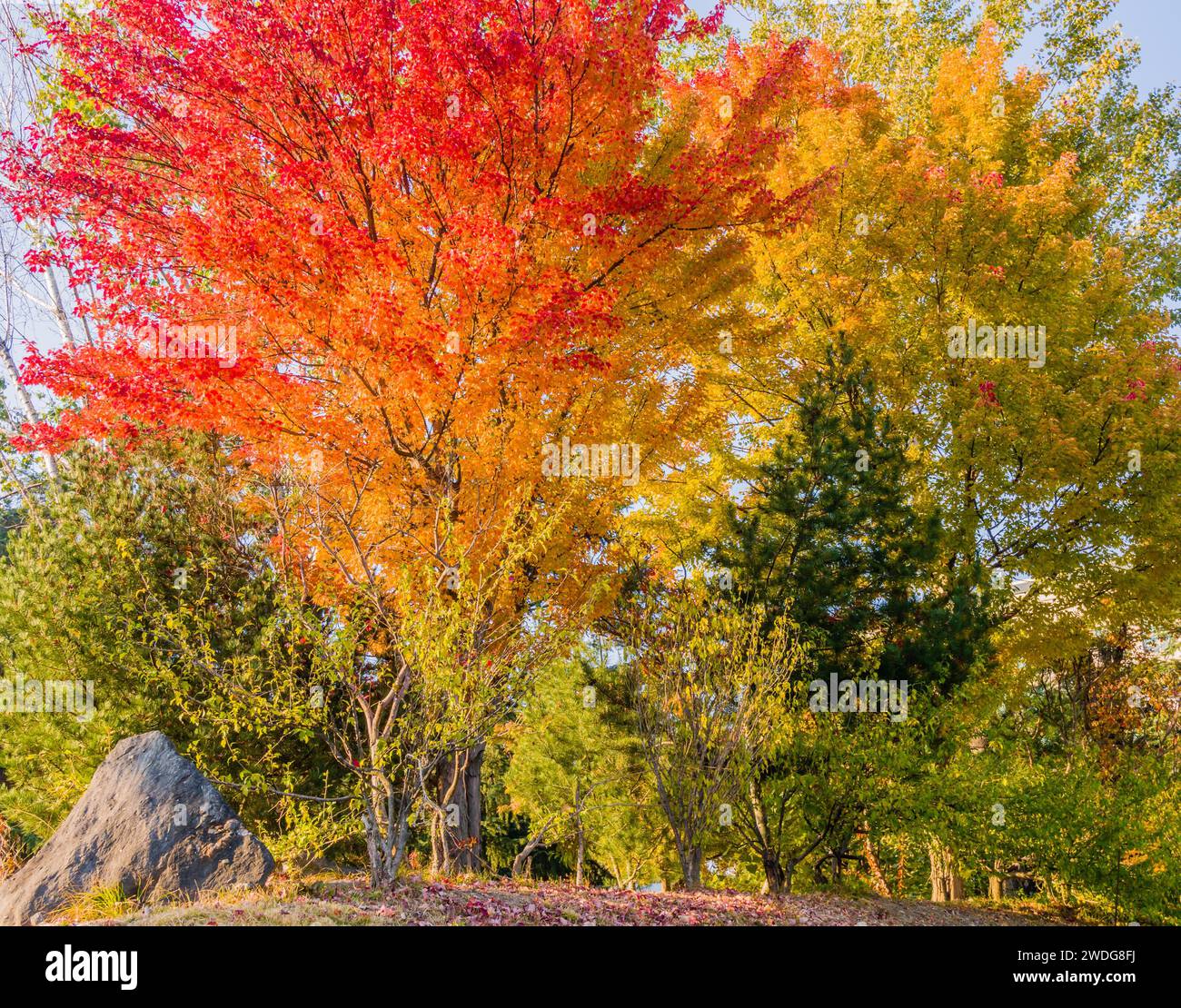 Trees in fall colors of red yellow and orange next to a boulder in a ...