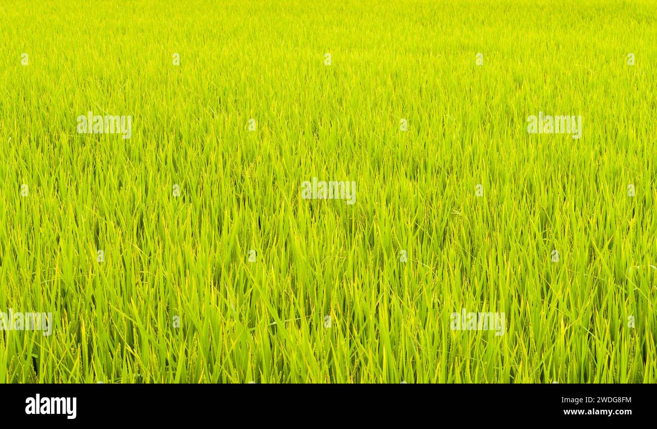 Closeup of rice paddy with lush green sprouts ready for harvest, South ...