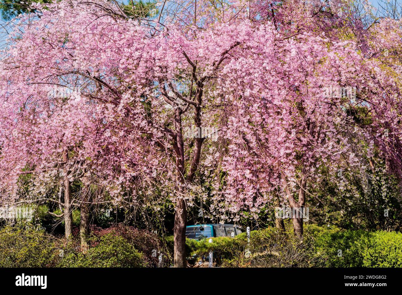 Small cherry blossom tree in full bloom surrounded by green hedge ...