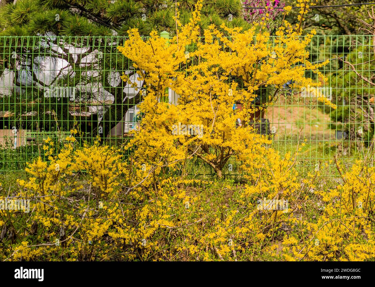 Large bush of yellow flowers in front of a green fence with a short ...