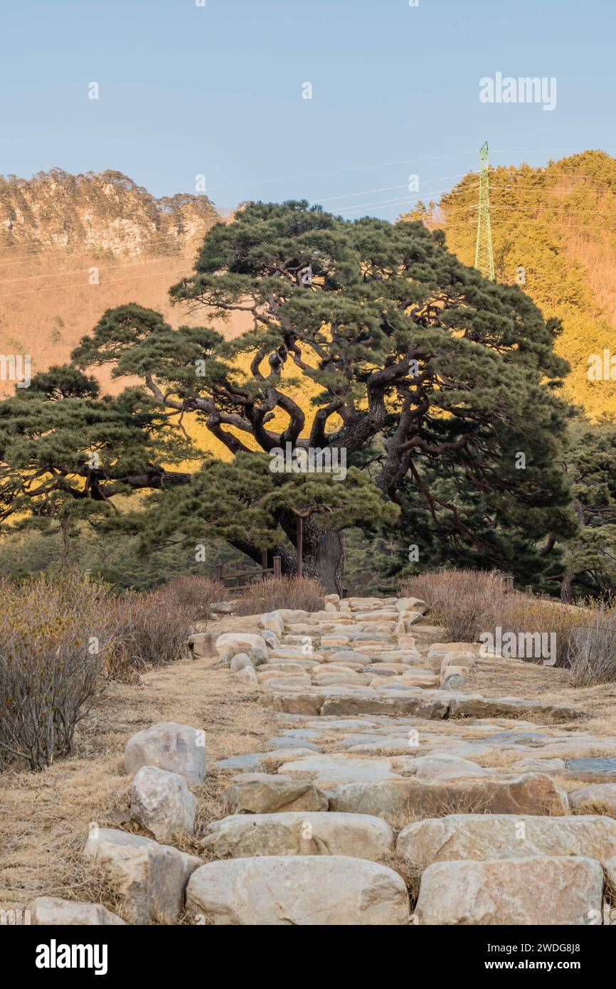 Stone stairs to large evergreen tree on hilltop. Located at entrance to ...