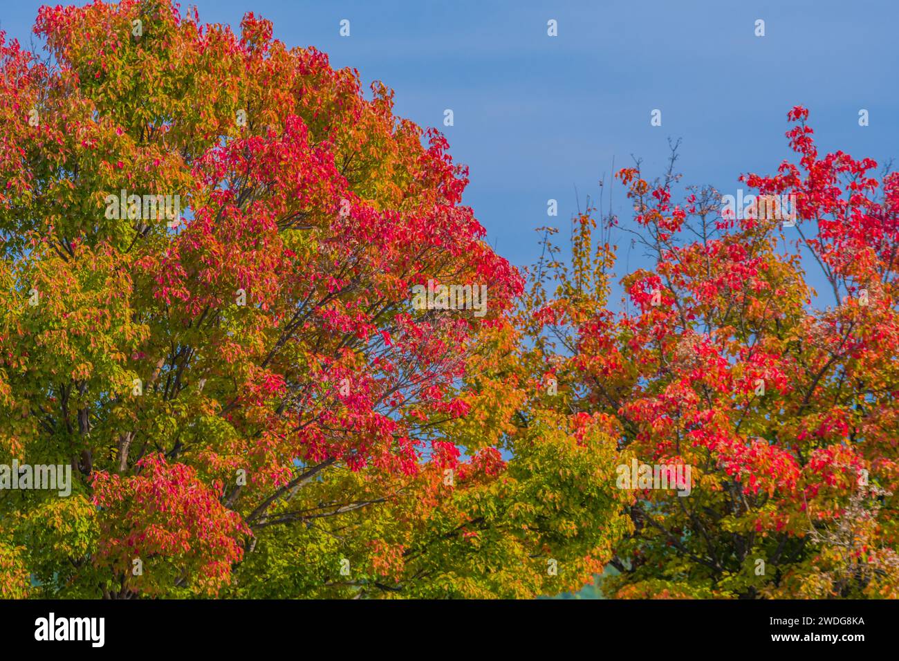 Tree leaves in fall colors of red and green against a clear blue sky on ...