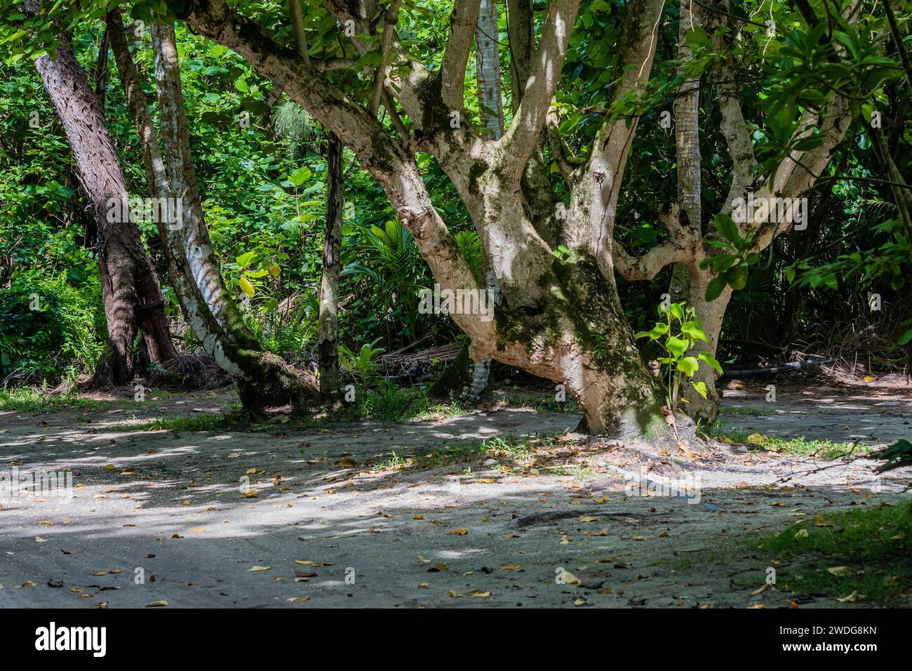 Large old growth tree with white bark next to a gravel road in the ...