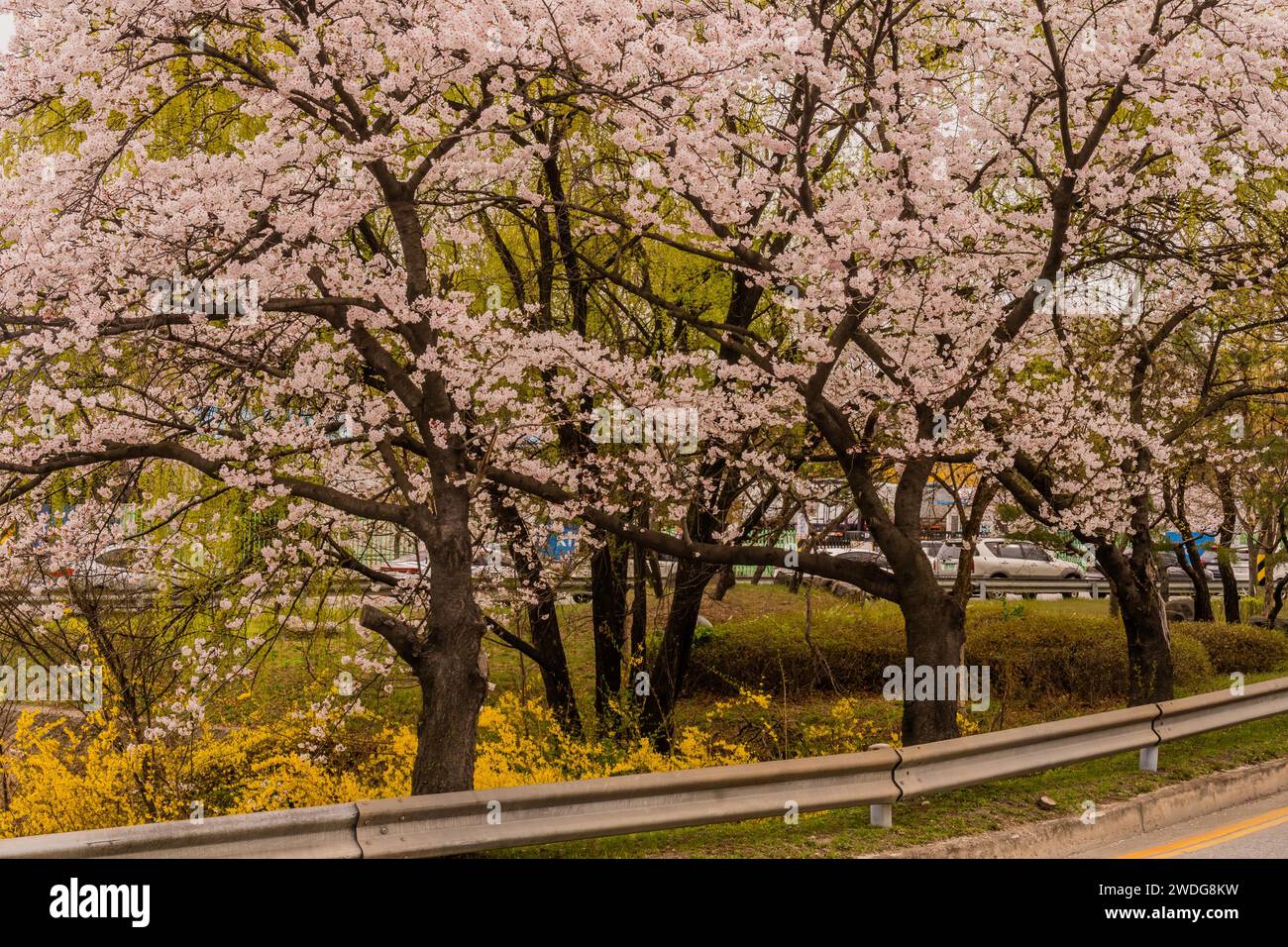 Beautiful cherry blossom tree next to city road in full bloom on spring ...