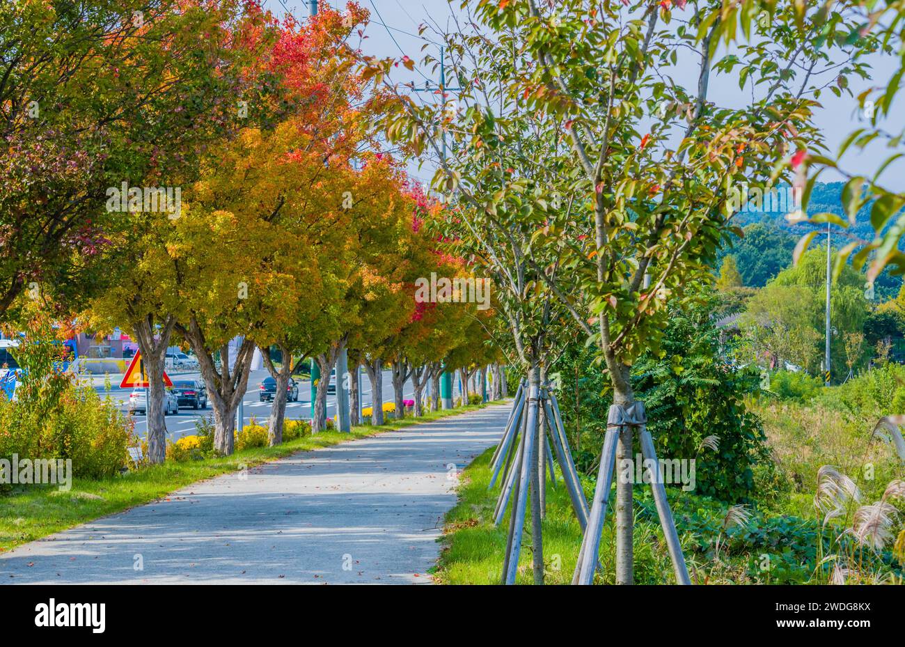 Trees in early fall colors line sidewalk next to busy city street on ...