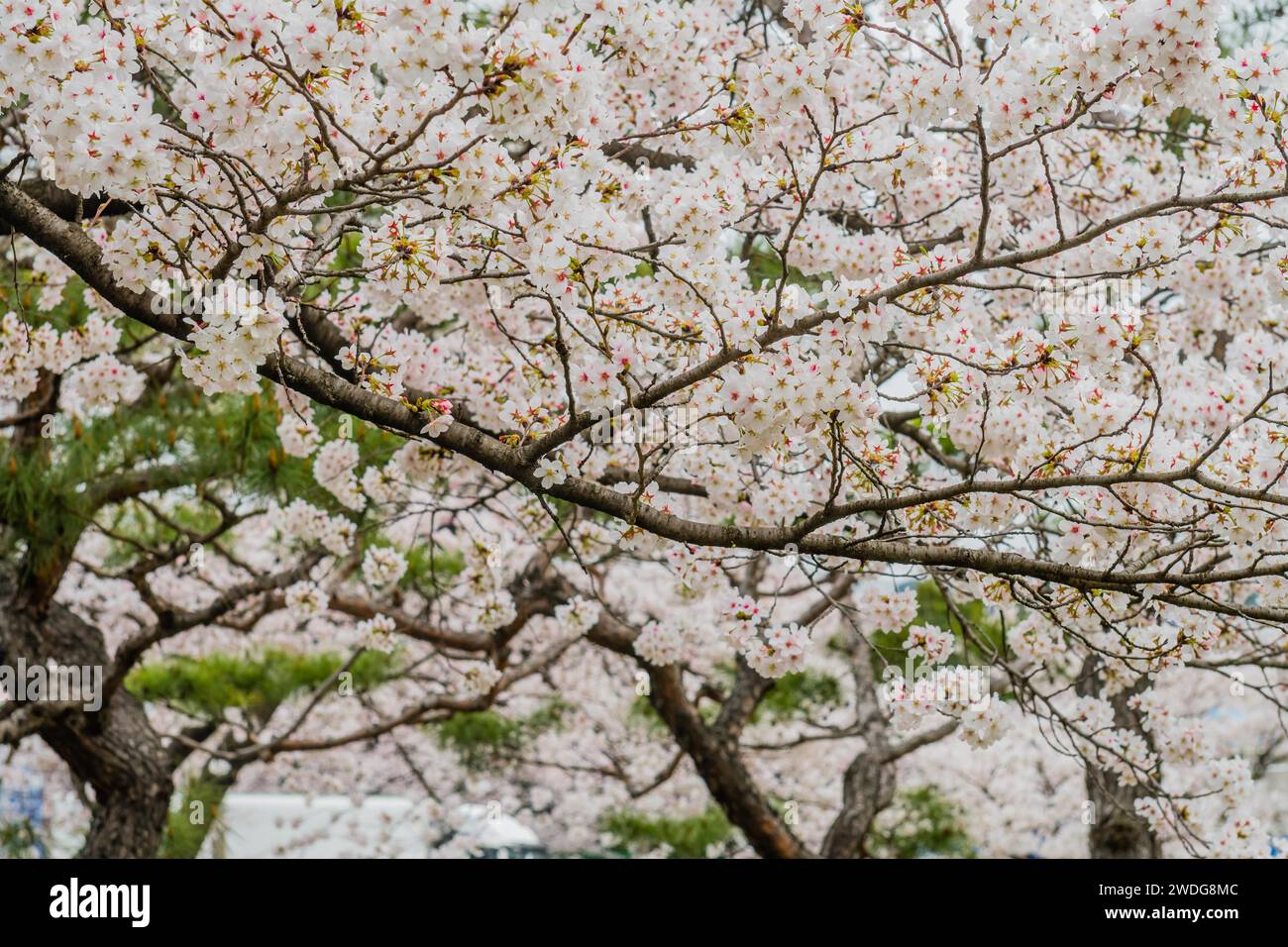 Branches of cherry blossom tree filled with delicate flowers in full ...