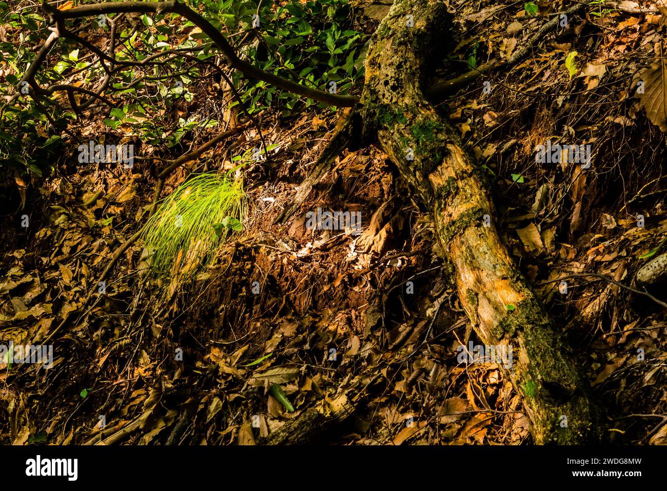 Sunlight illuminating a patch of long grass in a forest next to a ...