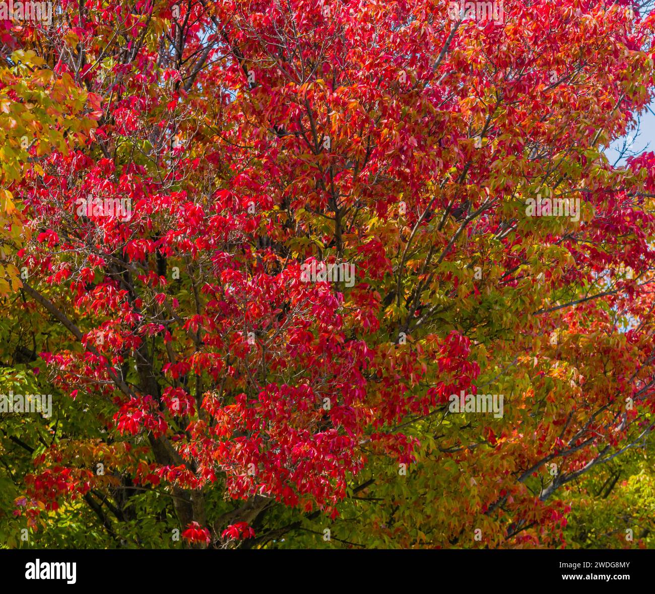 Closeup of tree leaves in fall colors of red and green on beautiful ...