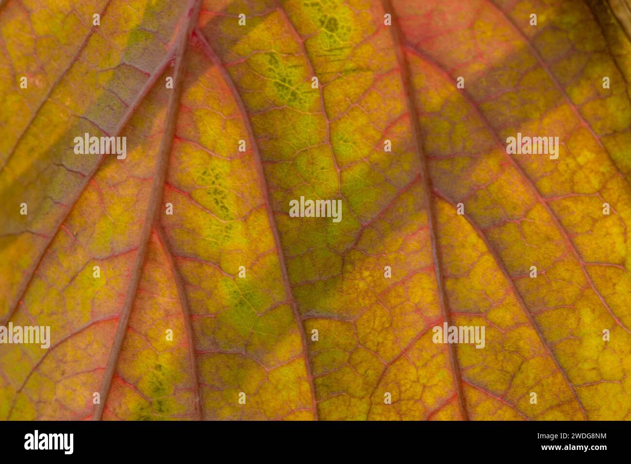 Extreme closeup of green leaf with red veins in process of changing ...
