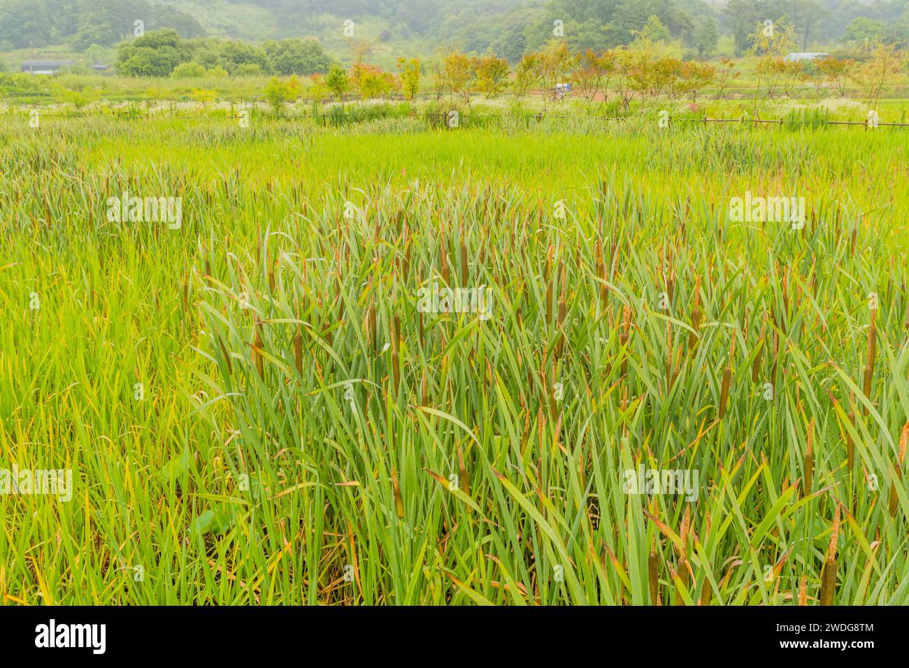 Tall reeds and cat-of-nine-tails growing in wilderness park on rainy ... Tall reeds and cat-of-nine-tails growing in wilderness park on rainy ...