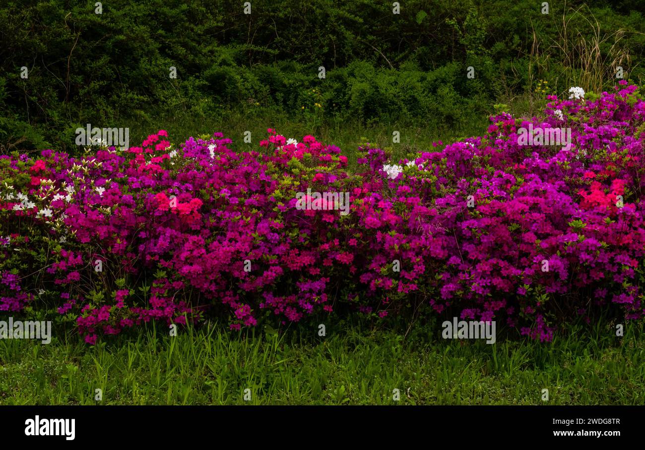 Maroon colored bush hi-res stock photography and images - Alamy