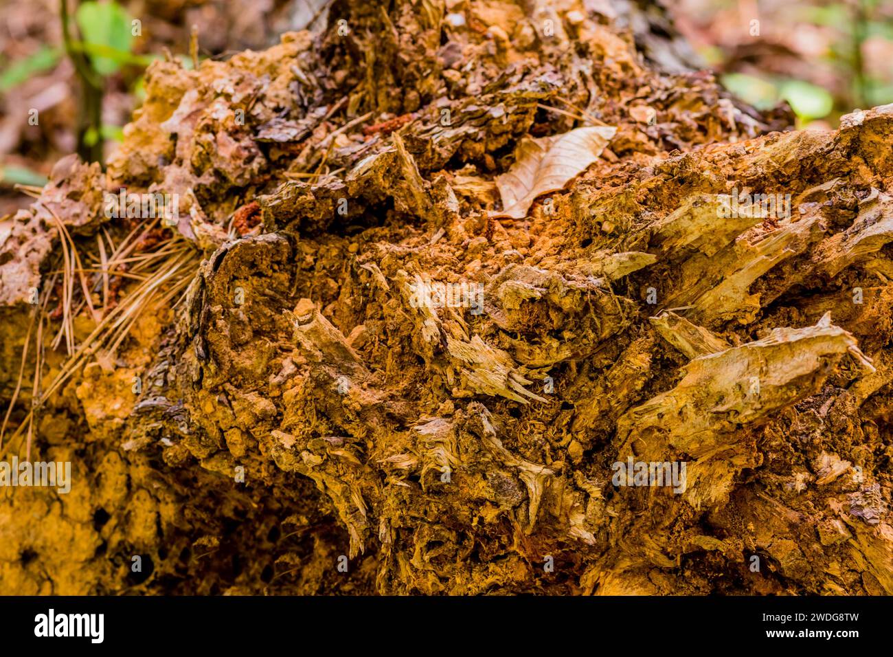 Closeup of root end of tree that has fallen in the forest, South Korea ...