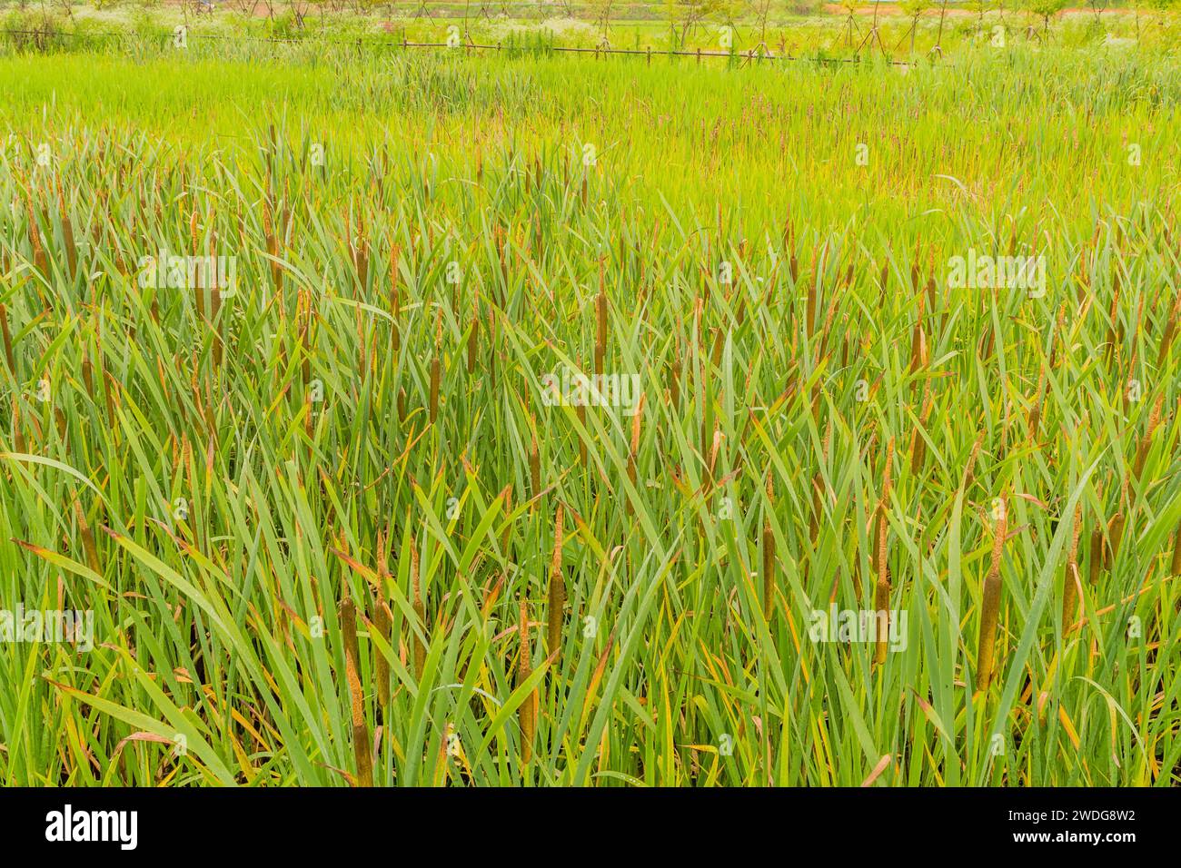 Tall reeds and cat-of-nine-tails growing in wilderness park on rainy ... Tall reeds and cat-of-nine-tails growing in wilderness park on rainy ...