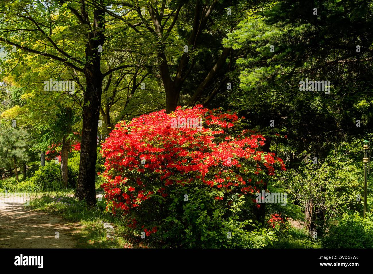 Azalea bush hi-res stock photography and images - Alamy