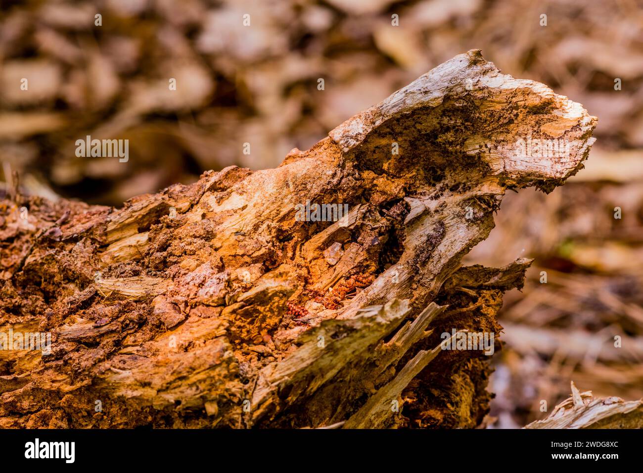 Root damage close up hi-res stock photography and images - Alamy
