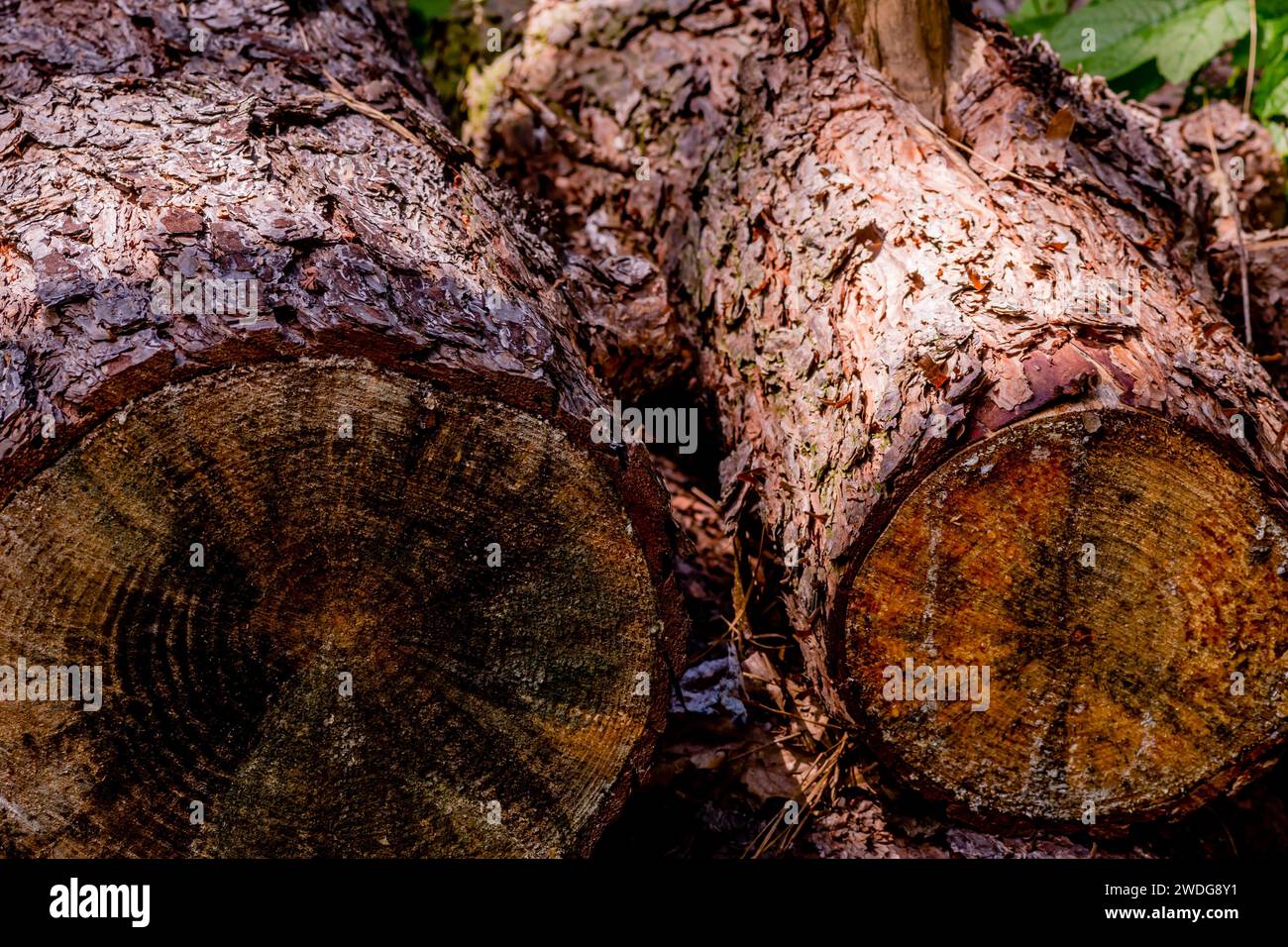 Tree laying on the forest ground hi-res stock photography and images ...