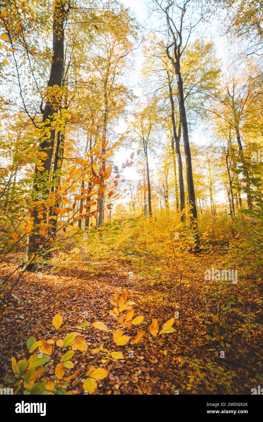 Colourful autumn forest in the Brabantse Wouden National Park. Colour ...