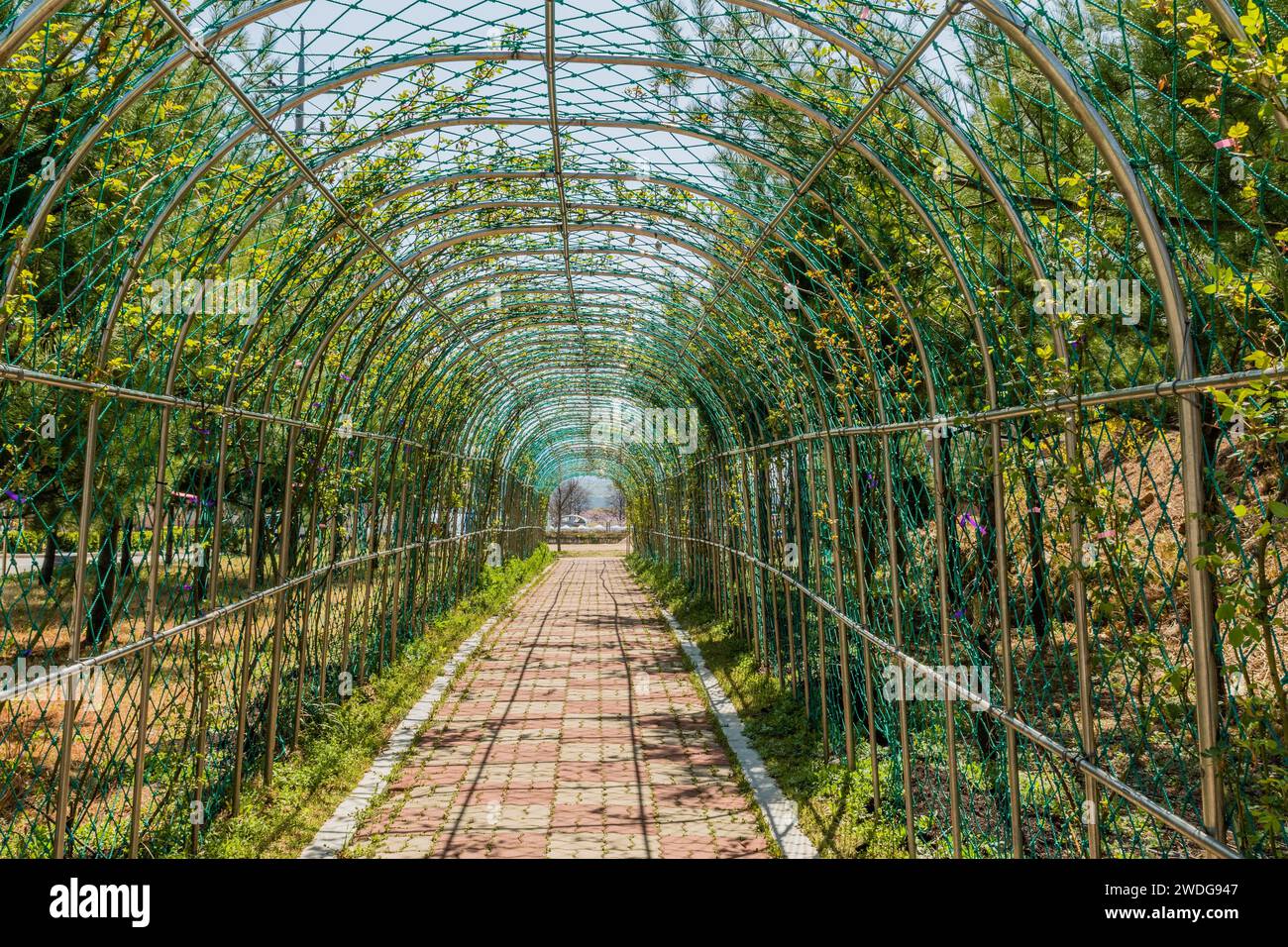 Green plants growing on arched metal trellis over brick walkway in ...