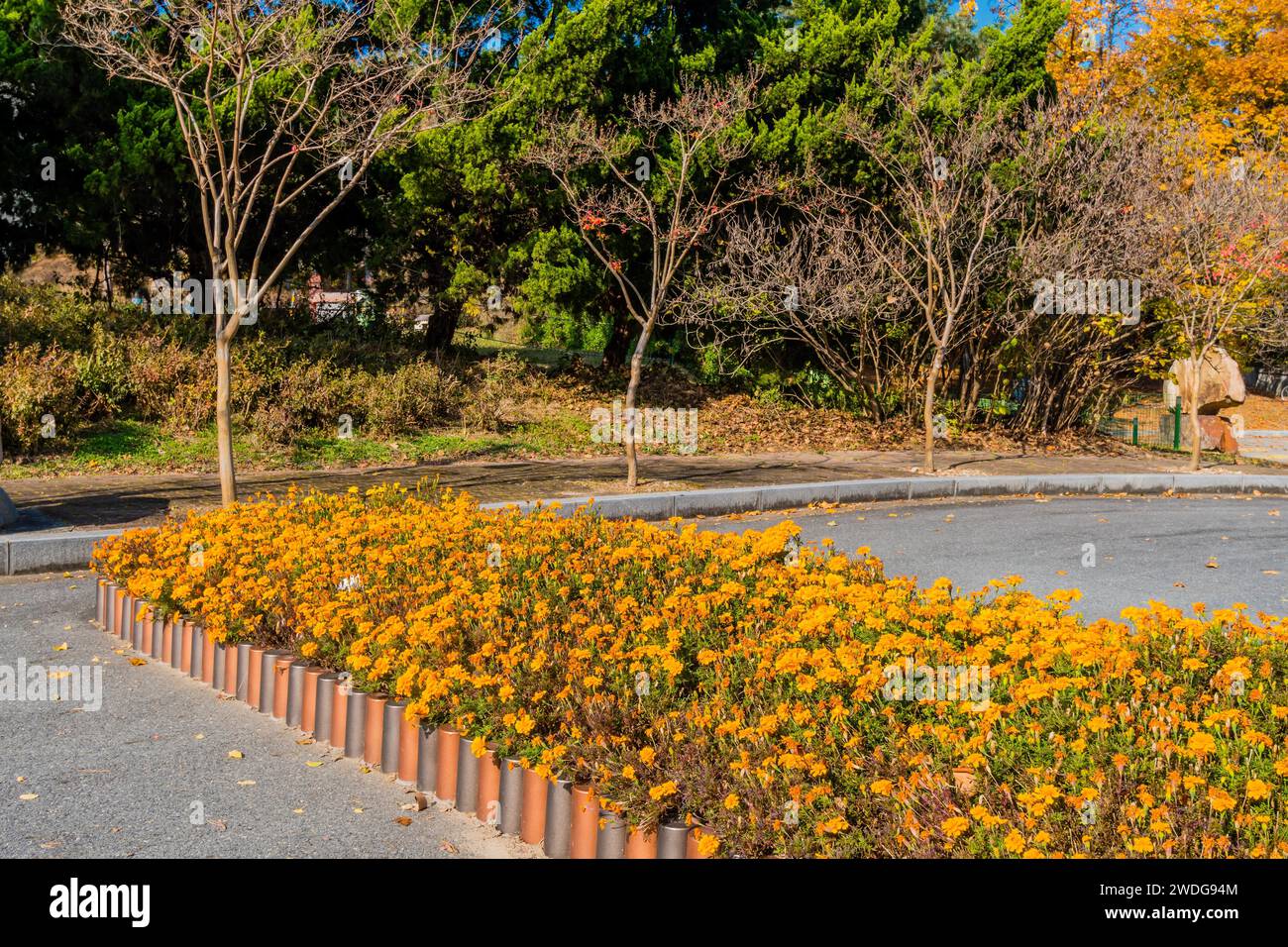 Flower bed with marigold hi-res stock photography and images - Alamy