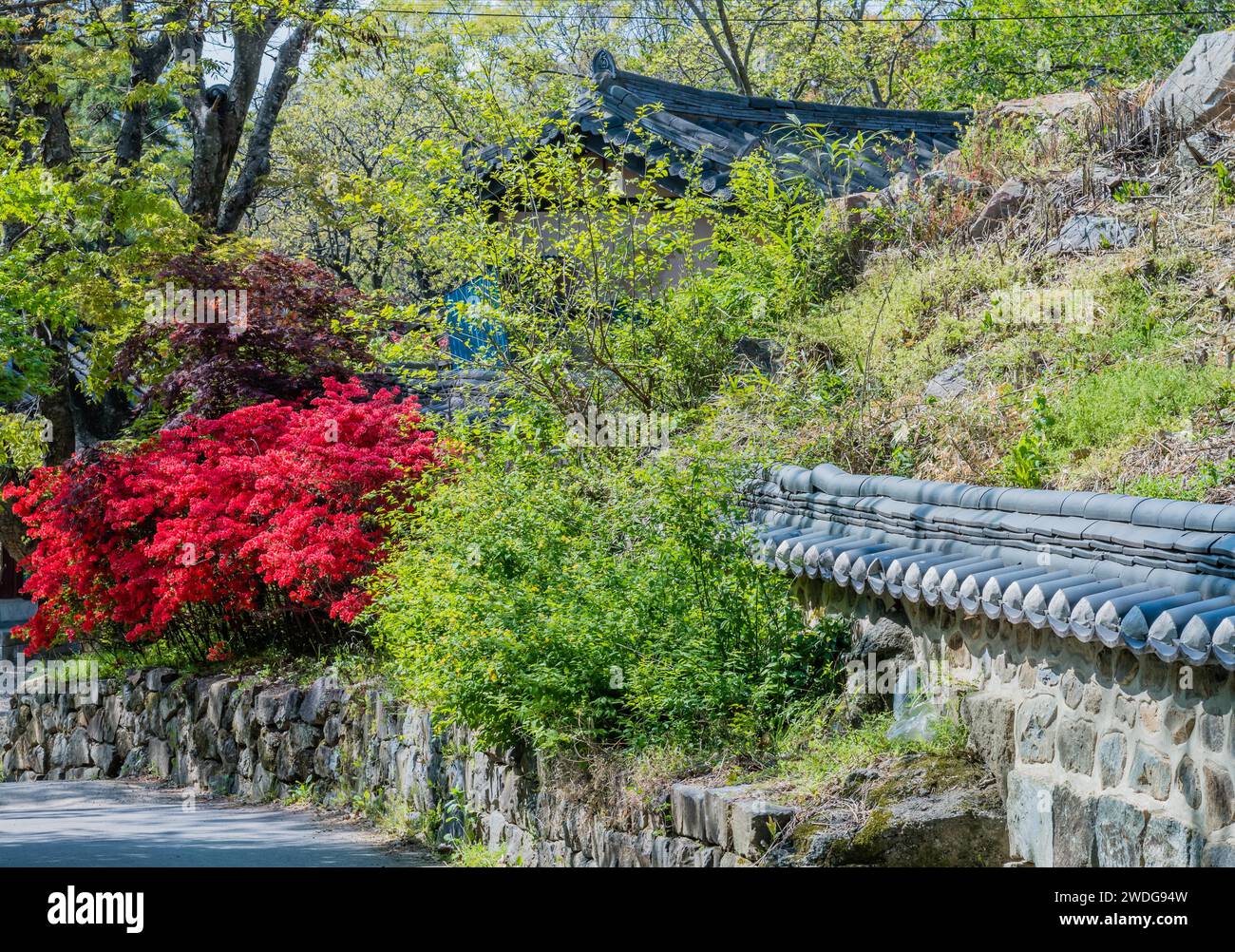 Bush of beautiful red flowers growing beside concrete hiking trail in ...