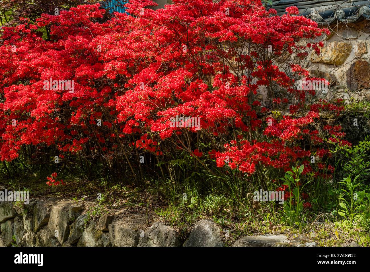 Closeup of beautiful red flowers growing on ledge in front of stone ...