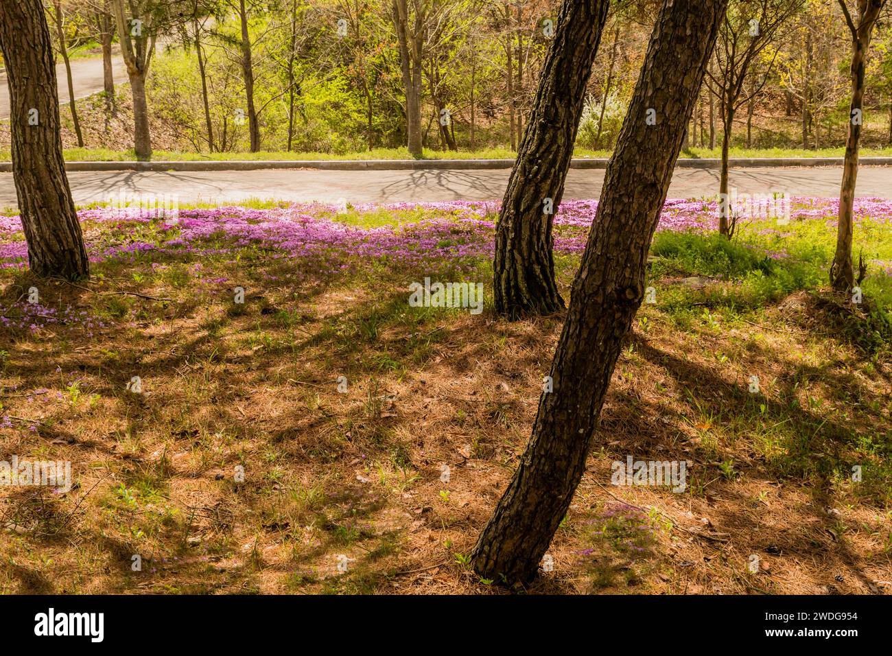 Purple colored flowers growing next to paved road under grove of shade ...