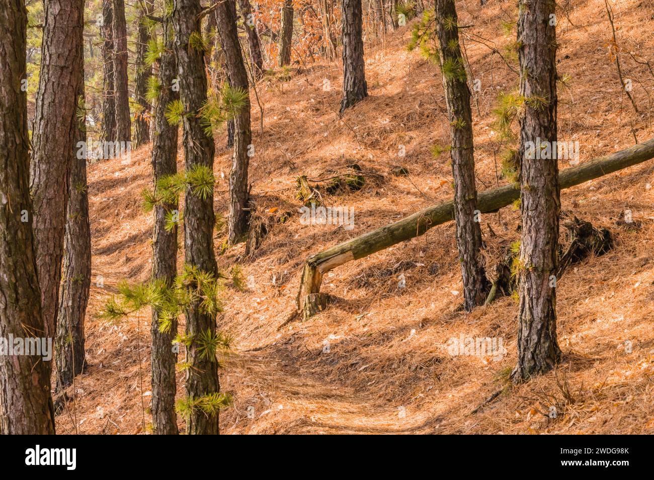 Hiking trail with fallen tree in the forest hi-res stock photography ...
