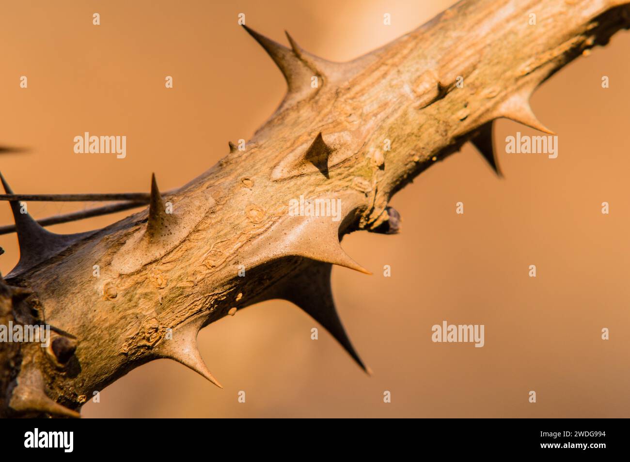 Tree branch protruding protrude hi-res stock photography and images - Alamy