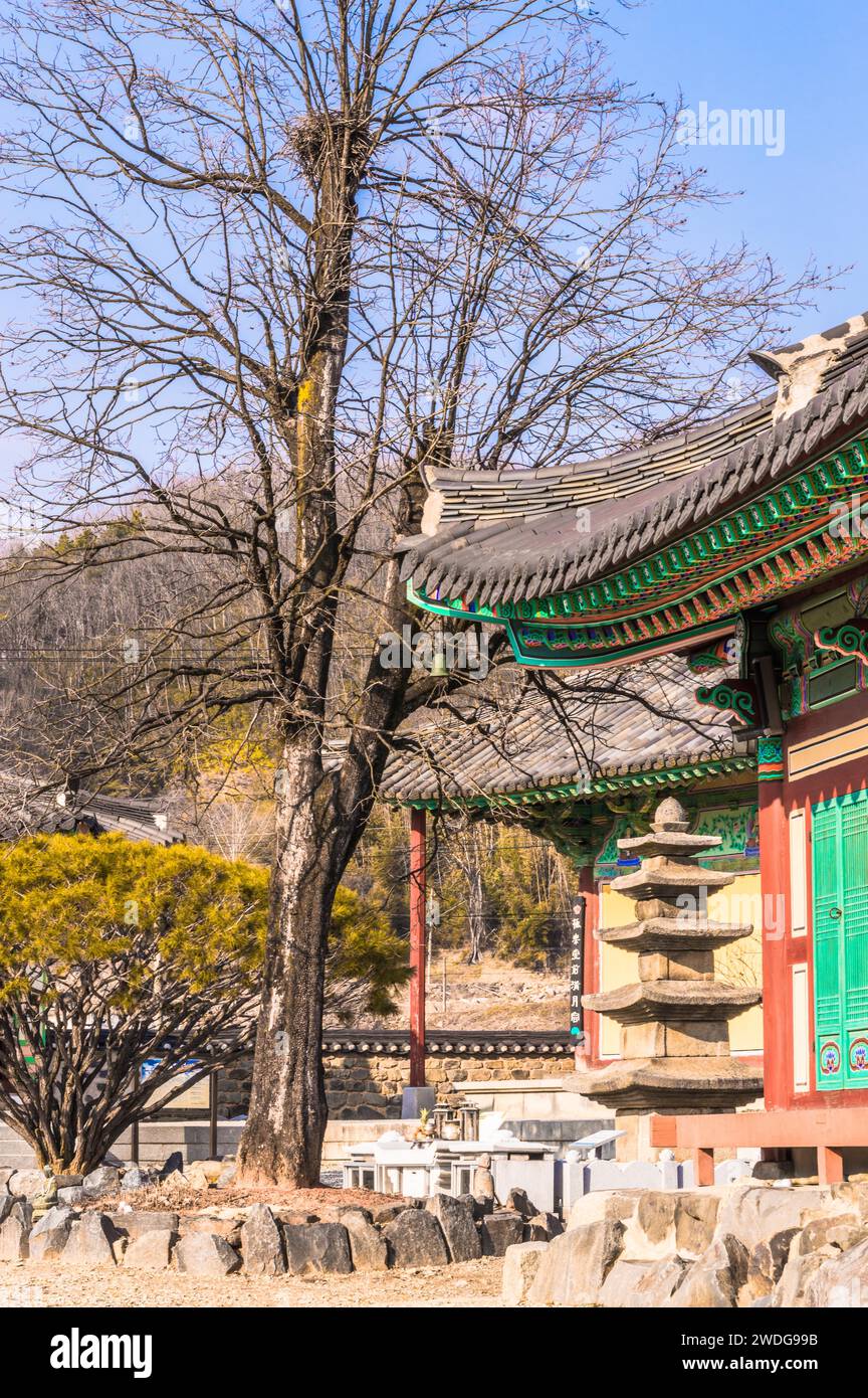 Large tree in mountainside Buddhist temple next to a colorful ...