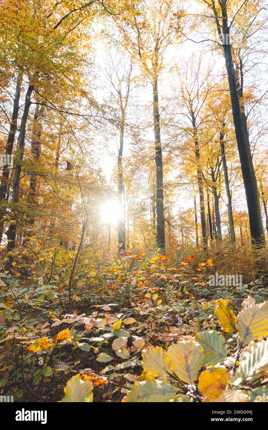 Colourful autumn forest in the Brabantse Wouden National Park. Colour ...