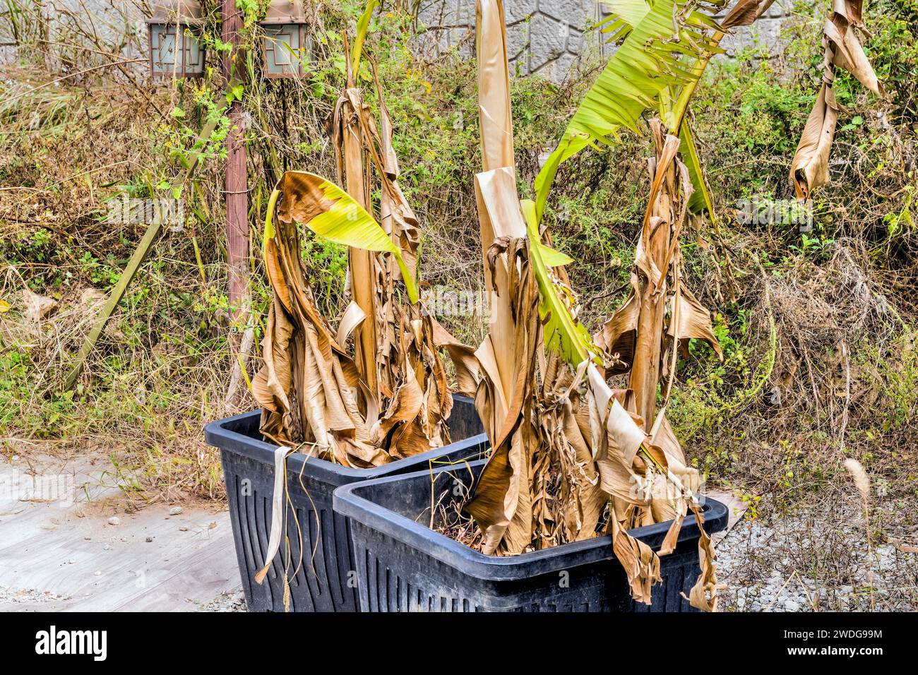 Dead plants in black plastic flowerpots sitting outdoors, South Korea ...
