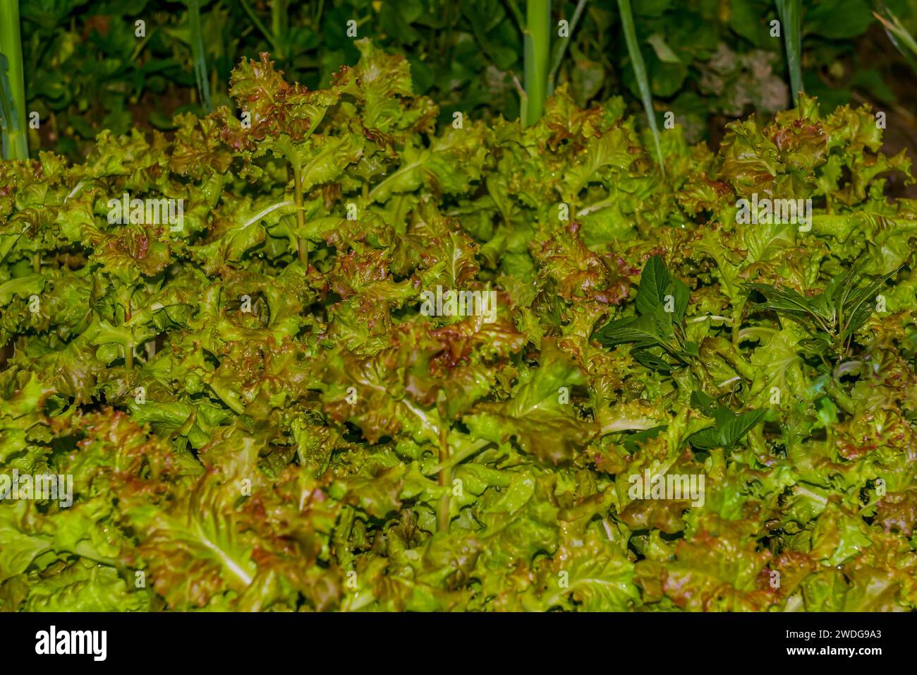 Korean vegetable garden hi-res stock photography and images - Alamy