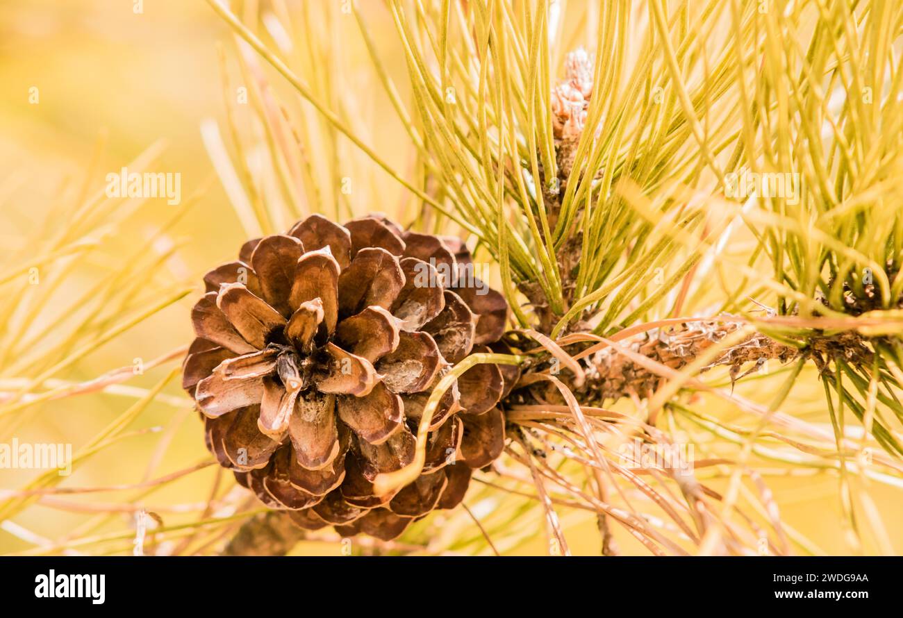 Single pine cone on the branch of an evergreen tree bathed in sunlight ...