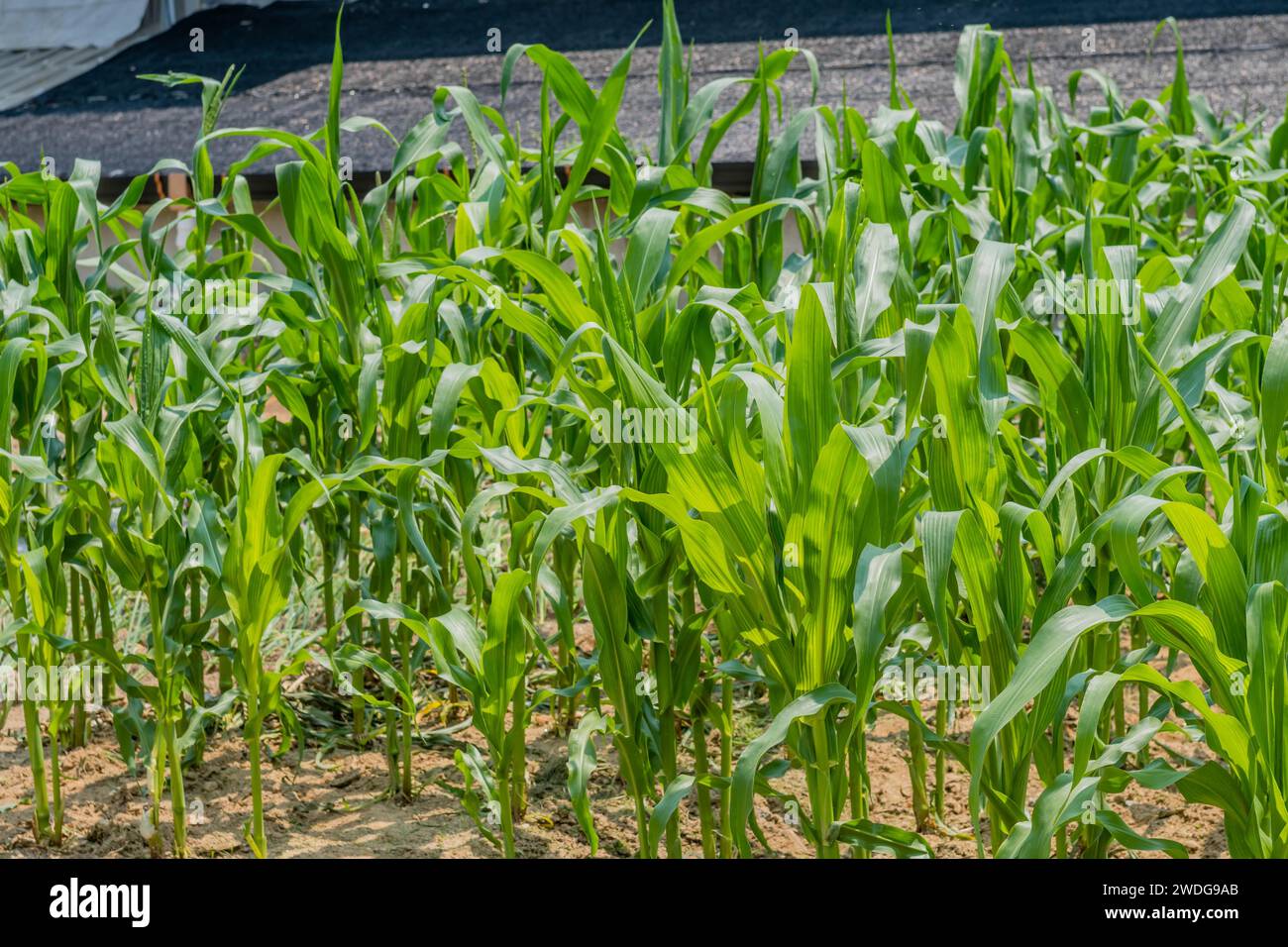 Farmhouse in cornfield hi-res stock photography and images - Alamy