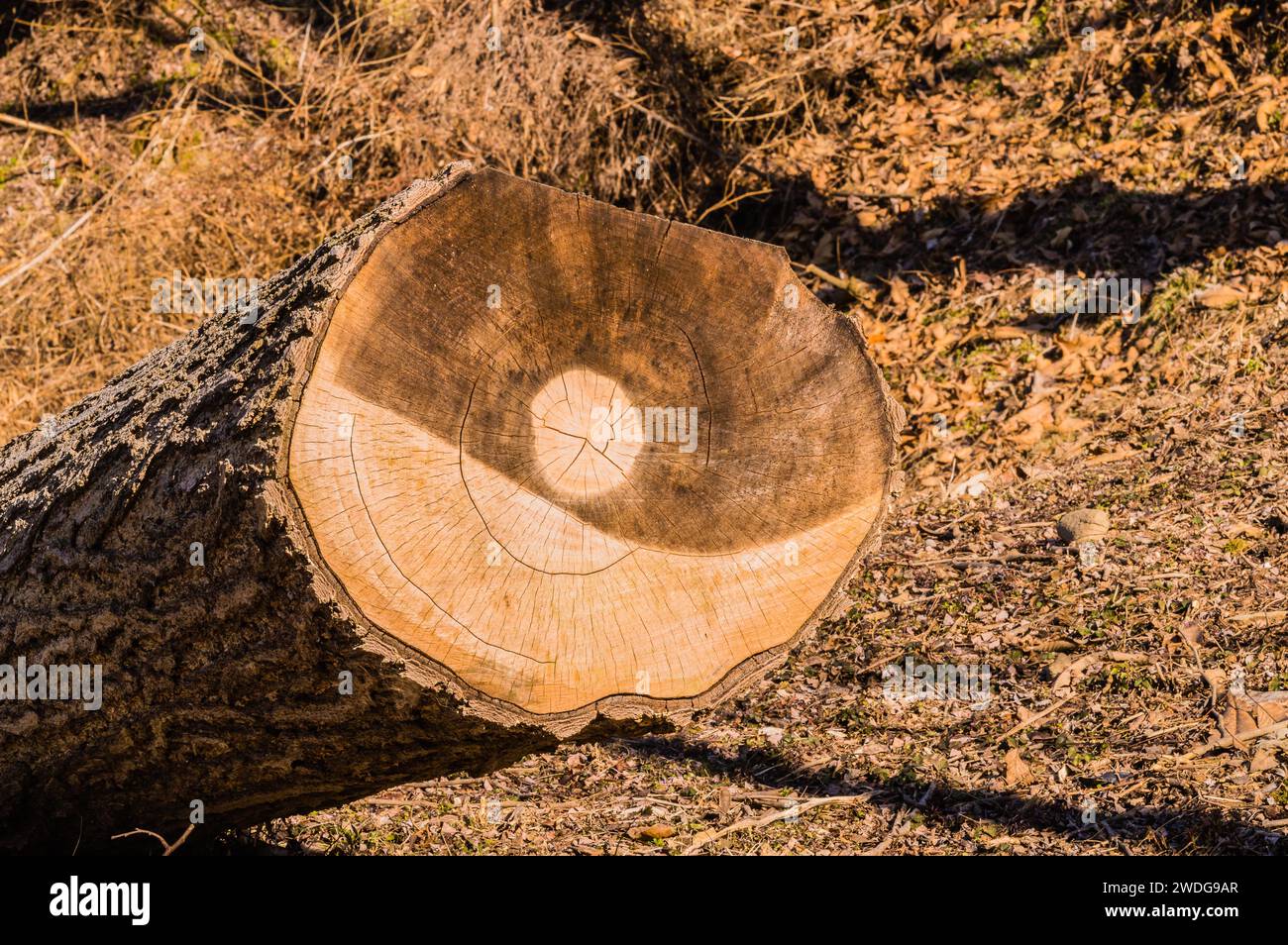 Tree cross section oak hi-res stock photography and images - Alamy