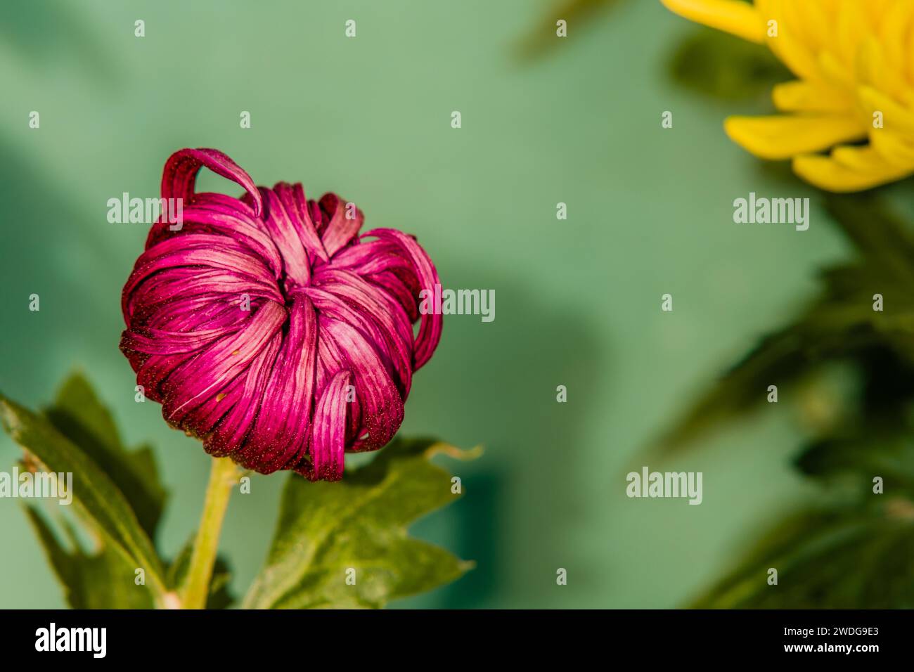 Flower of korea hi-res stock photography and images - Alamy