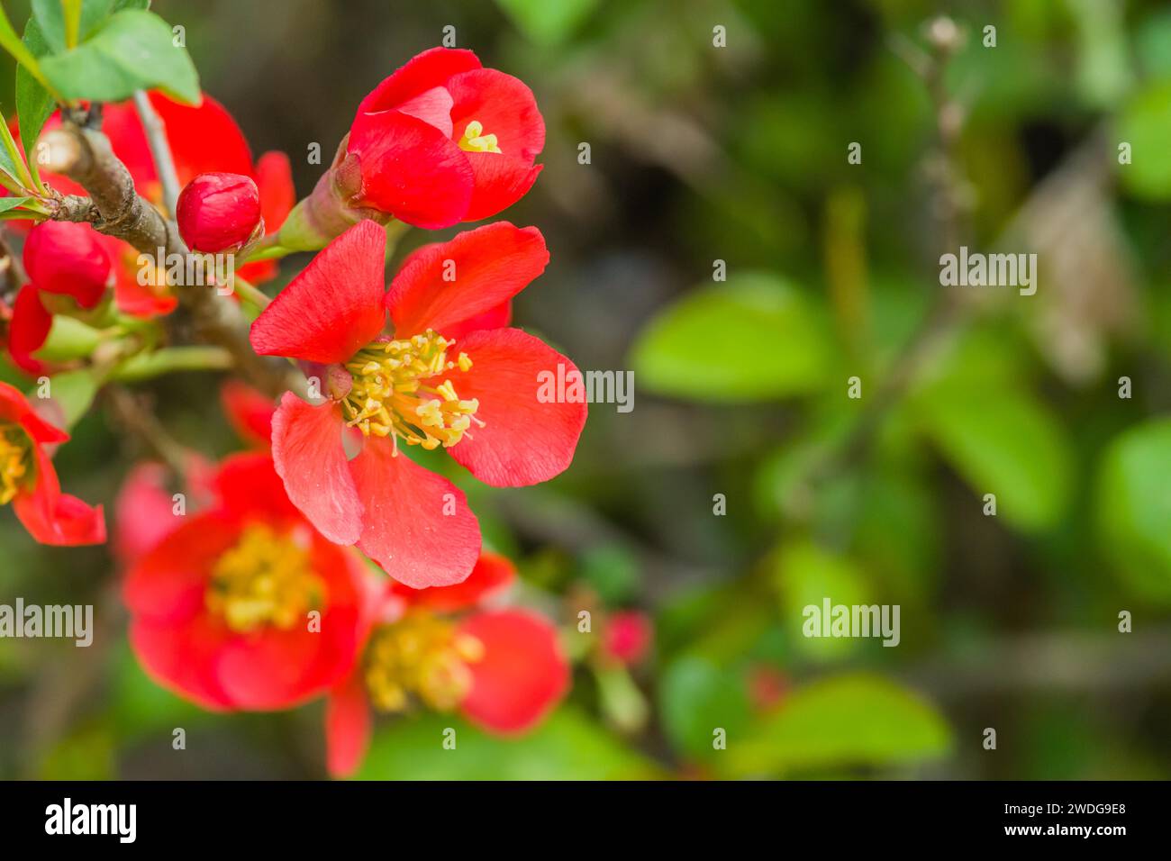 Closeup of camellia japonica flower. Small red flower with yellow ...